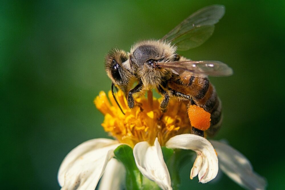 Southern California Pests: Guide to Bugs in Your Backyard